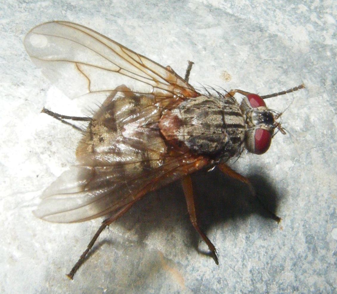 Phaonia valida | NatureSpot